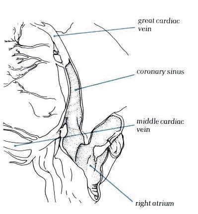 Anatomy of the Heart